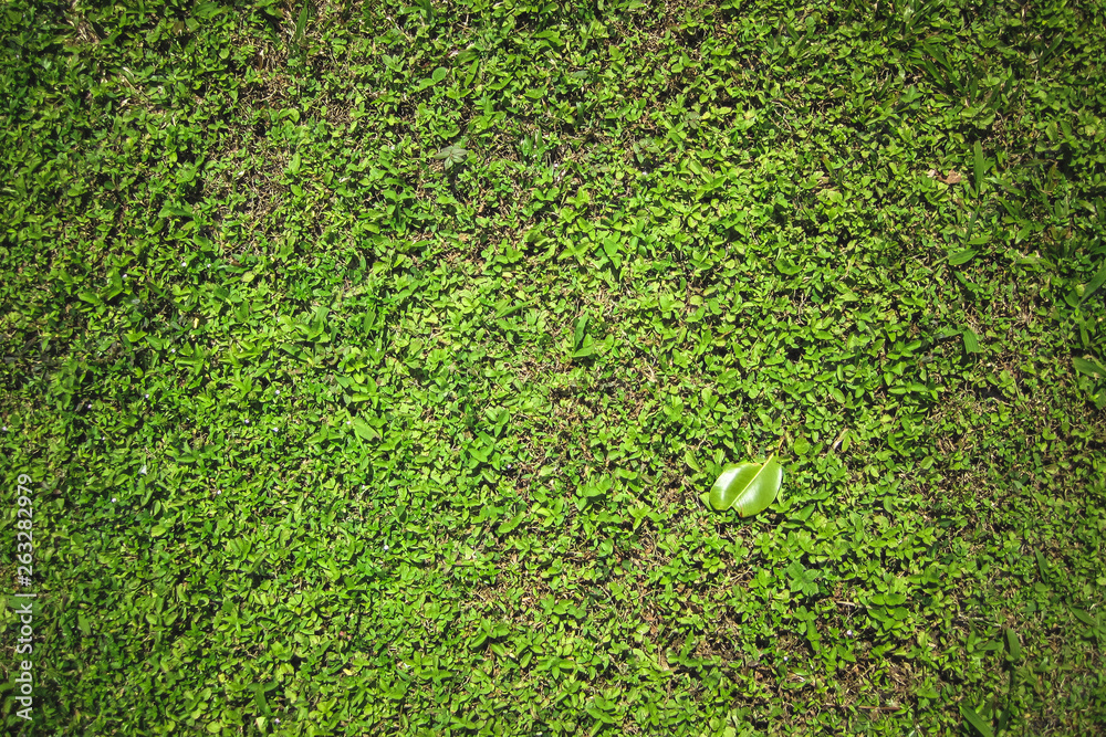 Grass on ground in area of famous To Sua Ocean Trench, swimming hole in ...