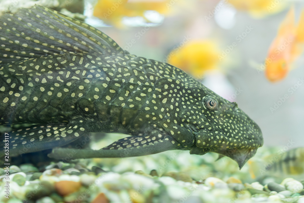 Aquarium Fish Bushymouth catfish (Ancistrus dolichopterus). Ancistrus ...