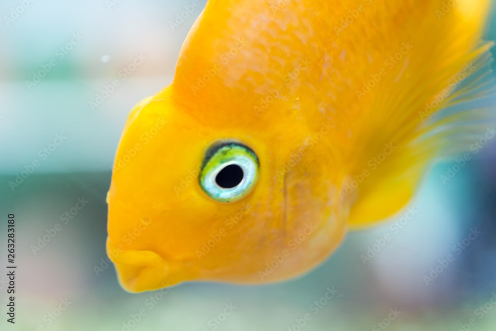 Parrot Fish. The aquarium blood parrot cichlid (or more commonly and ...