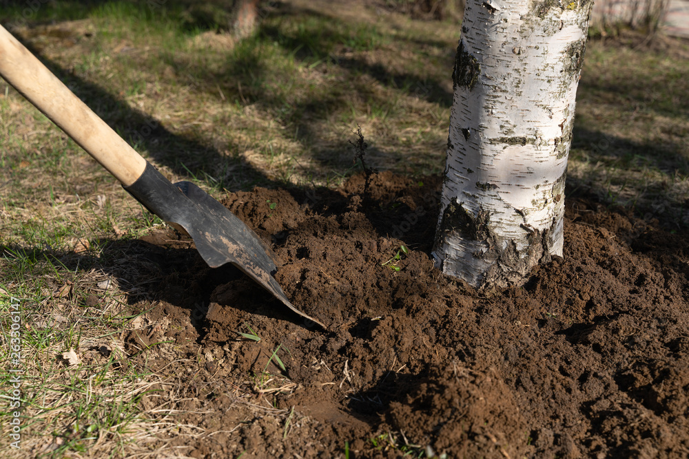 care of the tree loosening the soil with a shovel around the birch ...