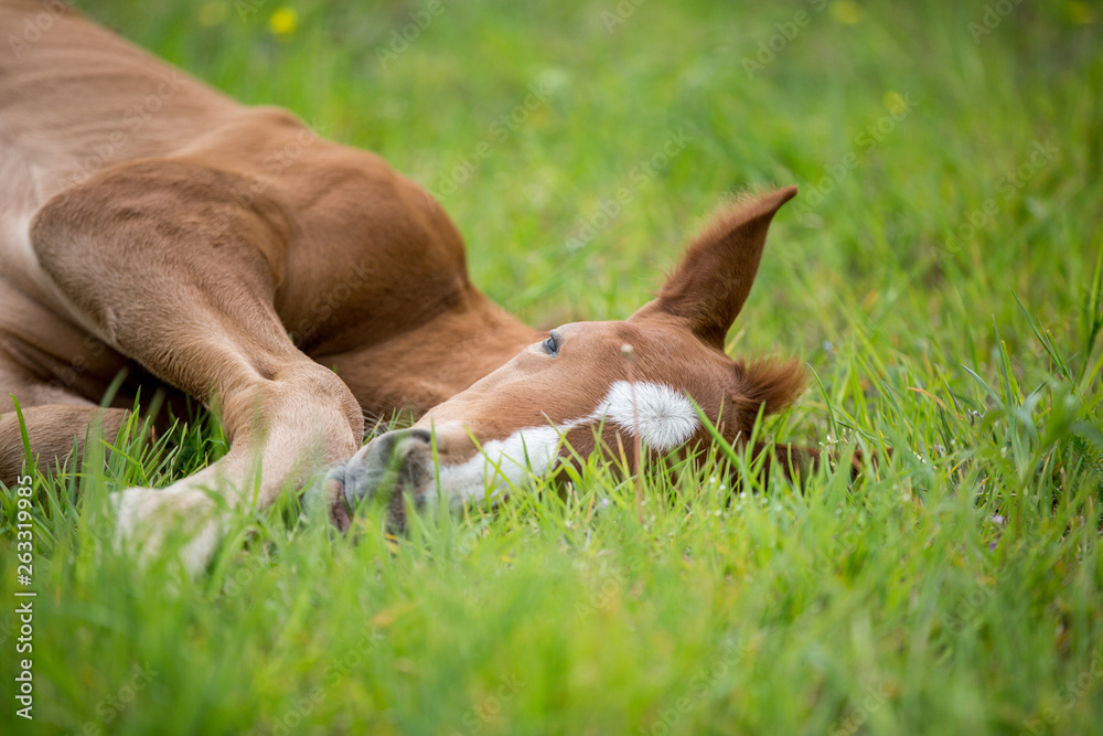 Pferde Fuchs Warmblutfohlen liegt im Gras und schläft bei schönem ...