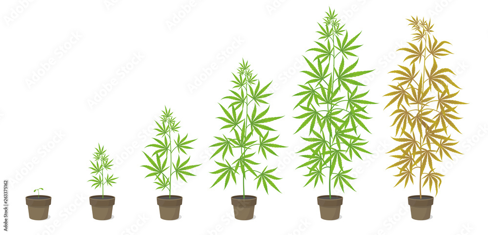 Weed Plant Stages