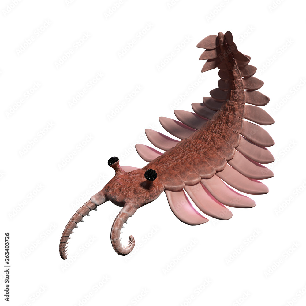 Anomalocaris, creature of the Cambrian period, isolated on white ...