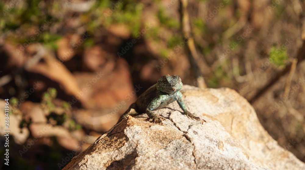 Lizard near the Devil's Peak Table Mountain Hike in Cape Town, South ...