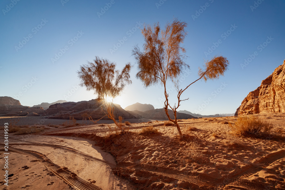 Morning on Desert Background. Amazing sunrise on desert with trees and ...