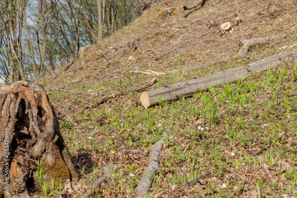 Pine tree forestry exploitation in a sunny day. Stumps and logs show ...