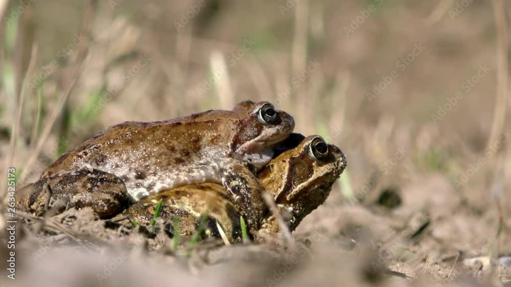Pairing toads for reproduction in macro mode. The sexual life of ...