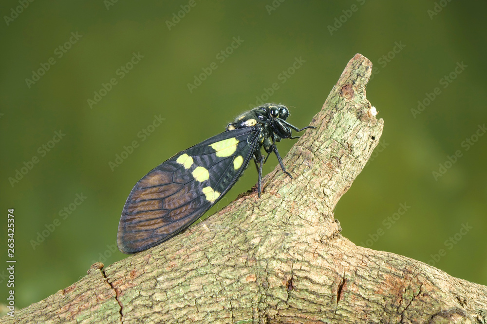 Cicada : Butterfly cicadas with broad multicolor wings. Green and blue ...