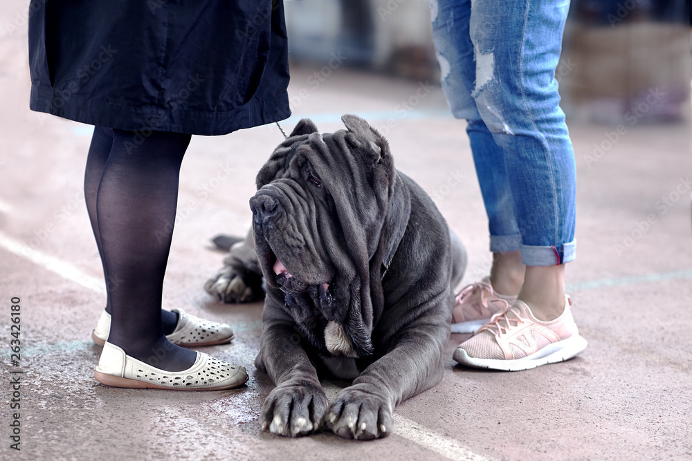 Big dog of Neapolitan Mastiff breed, old school ear cut, laying between ...
