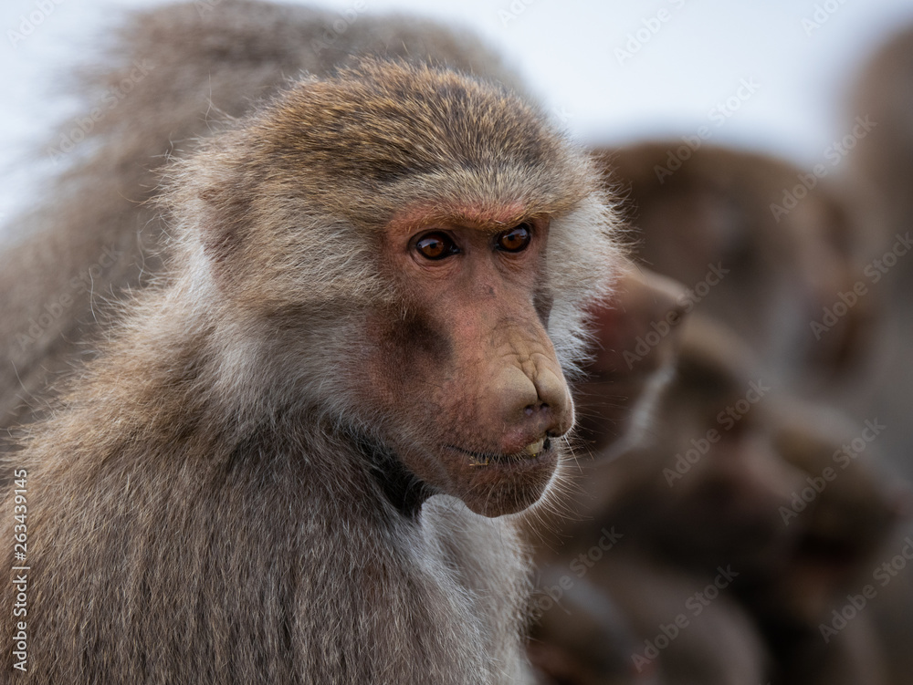 Baboons up in the Al Souda Mountains in the Abha region, Saudi Arabia ...