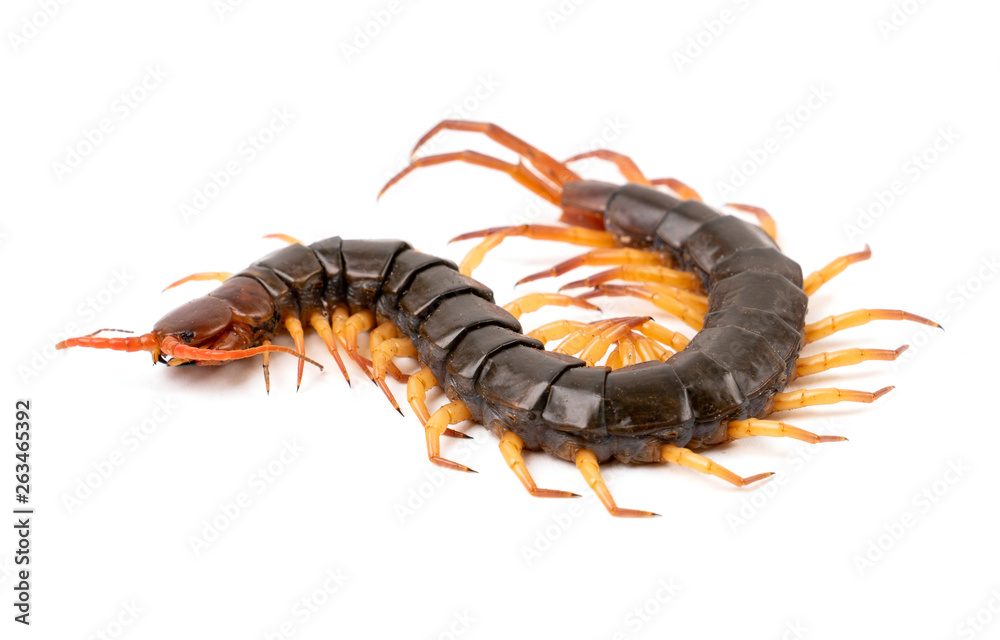 centipede isolated on white background Stock Photo | Adobe Stock