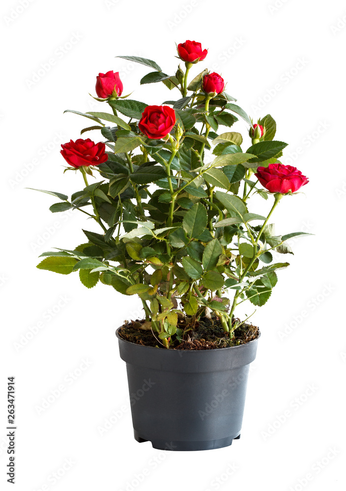 indoor rose in a flower pot isolated on white background, side view ...