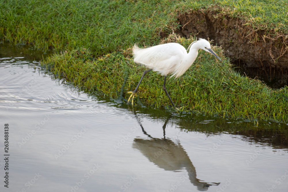 Egret With Yellow Feet