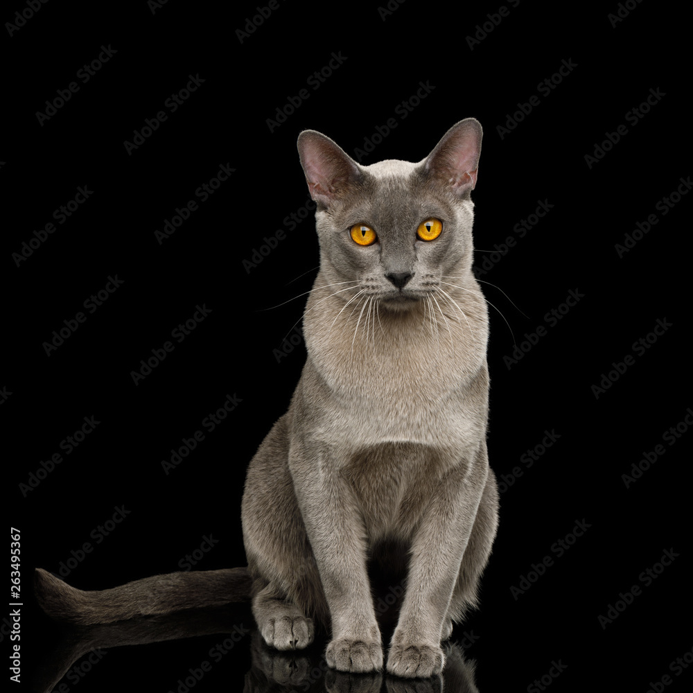 Cat Sitting Front View