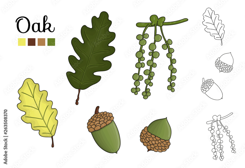 Oak Tree With Acorns Clip Art