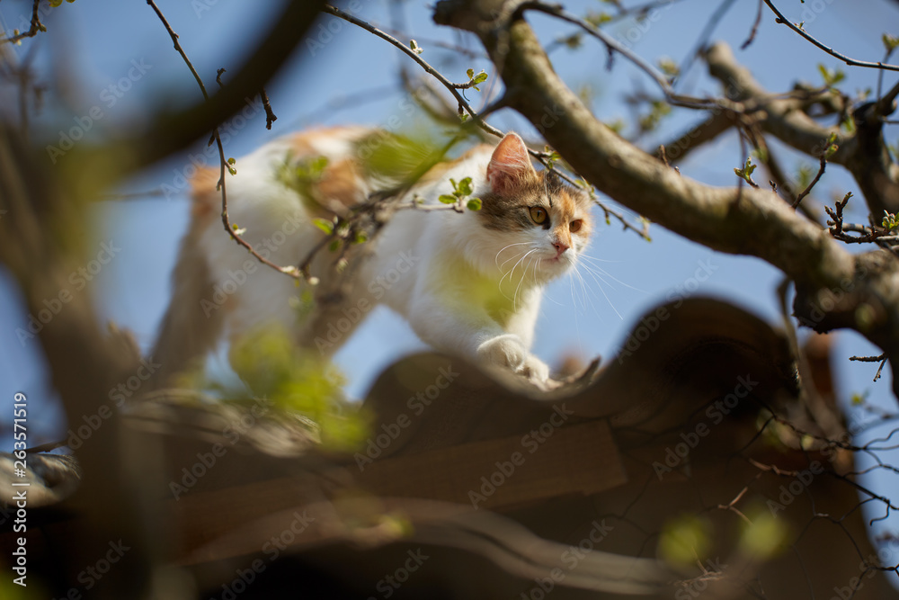 Norwegian forest cat climbing trees Stock Photo | Adobe Stock