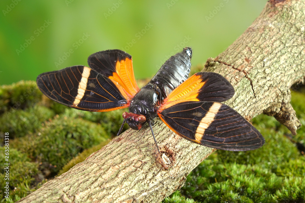 Foto de Cicada : Orange stripe butterfly-wings cicada (Tosena paviei ...