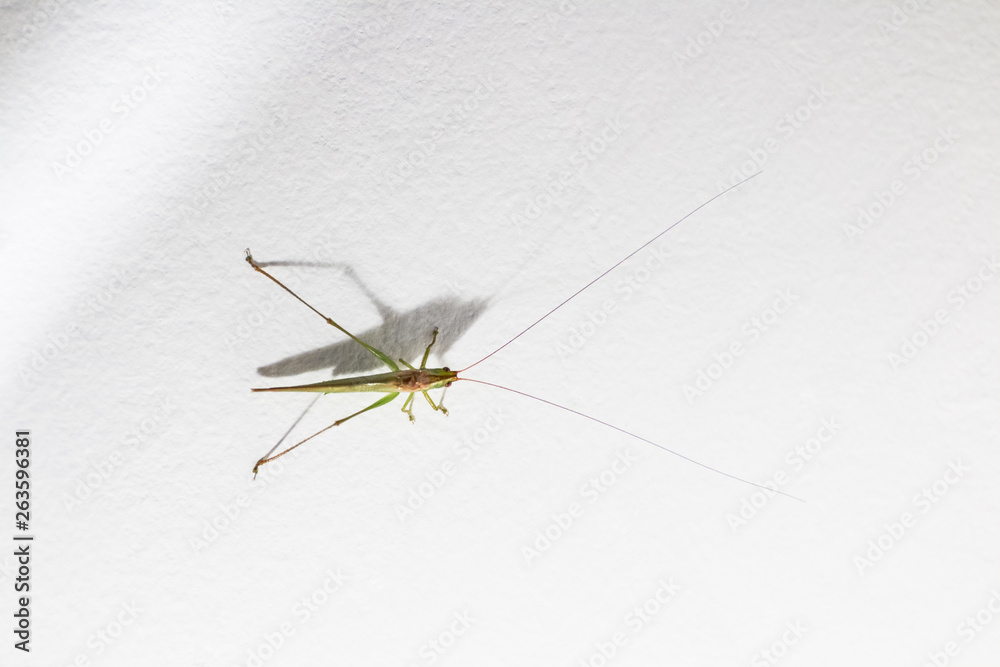 Grasshopper from overhead frame with white background wall. Stock Photo ...