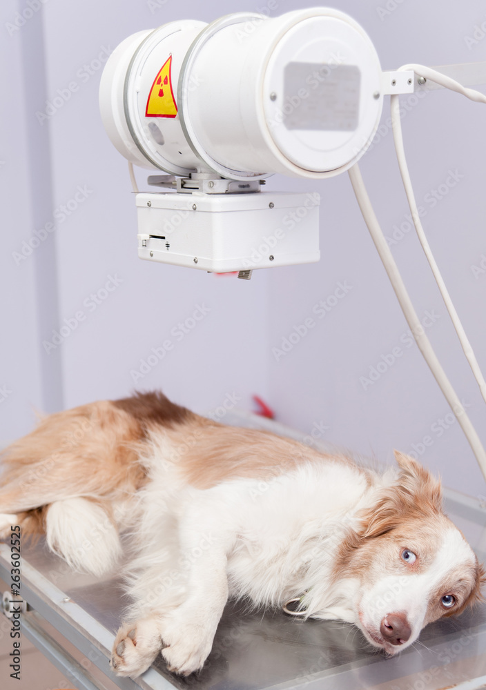 Puppy dog receiving an x-ray at a veterinary clinic Stock Photo | Adobe ...