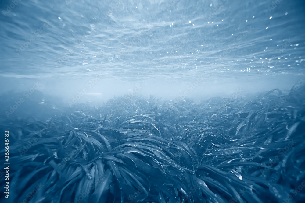 sea water texture, underwater background Stock Photo | Adobe Stock