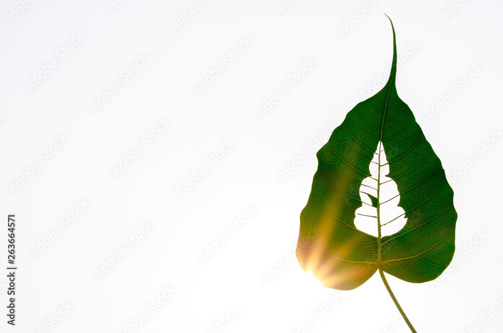 Green color Bodhi leaf which is the symbol of Buddhism cutting as ...