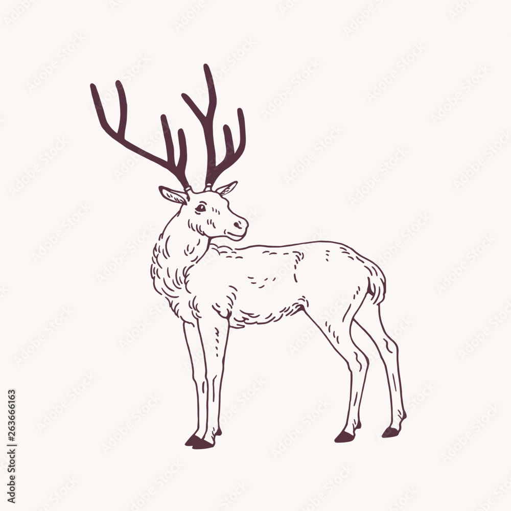 Beautiful sketch drawing of standing male deer, reindeer or stag with ...