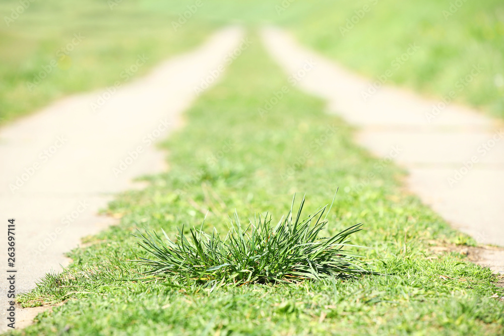 A bush of green grass between two coles of a concrete road extending ...