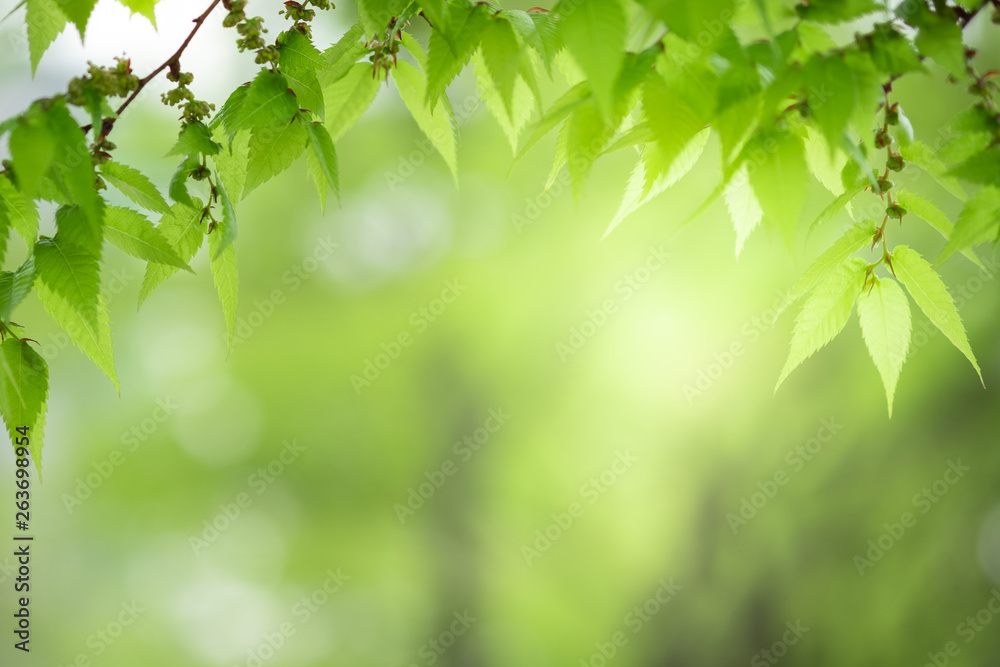 Close up beautiful view of nature little maple green leaves on blurred ...