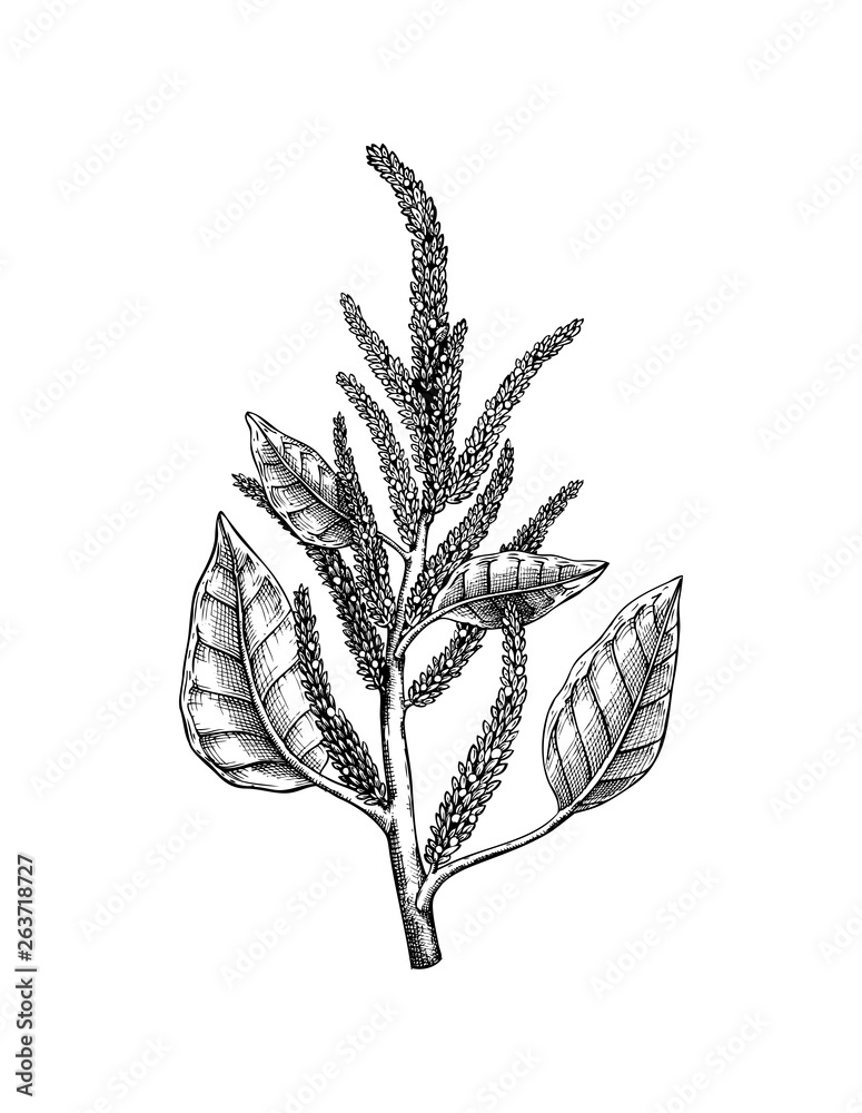 Vector Amaranth illustration. Hand drawn cereal sketch. Botanical ...