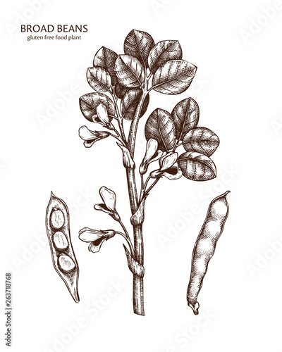 Bean Plant Drawing