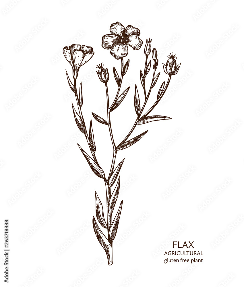 Hand drawn Flax illustration. Gluten free food. Agricultural plant ...
