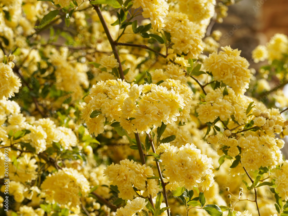 Rosa Banksiae Lutea - Rosier de Lady Banks Stock Photo | Adobe Stock