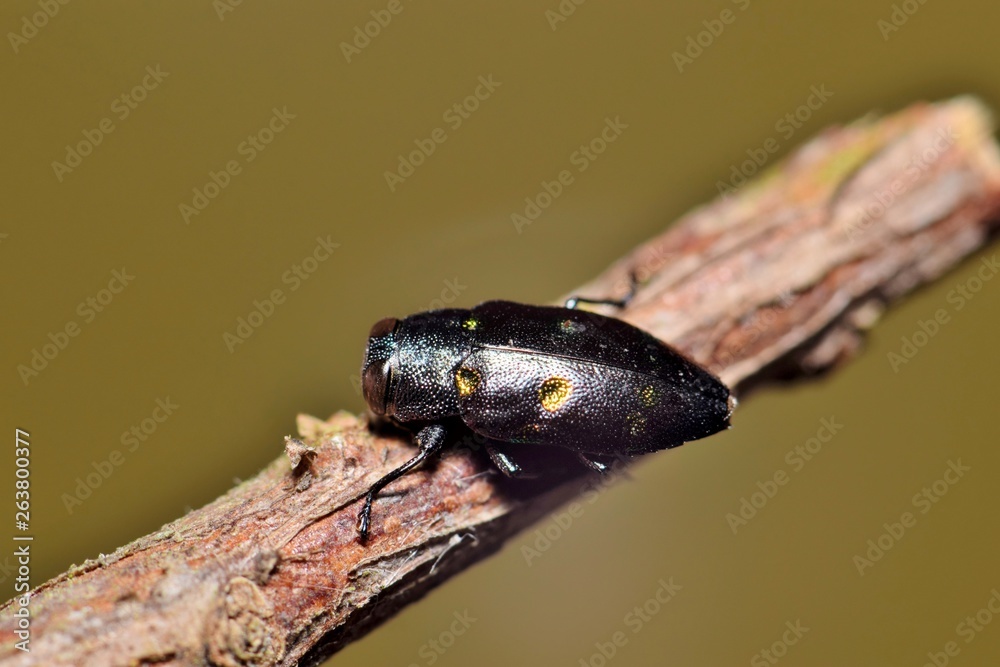 A Gold-Pitted Borer beetle (Chrysobothris chrysoela) on a twig with a ...