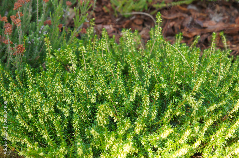 Erica carnea green plant shrub Stock Photo | Adobe Stock