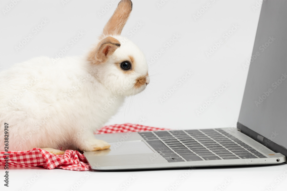 Little couple rabbit playing computer laptop on isolated white ...