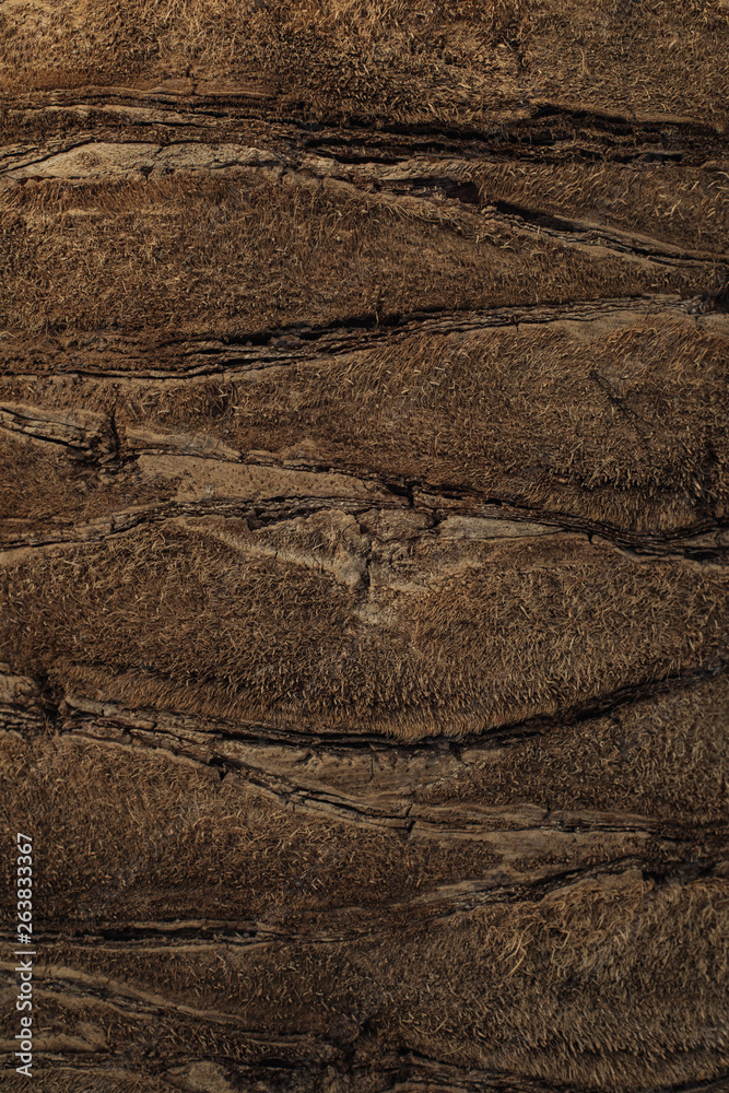 Trunk Texture Stock Photo | Adobe Stock