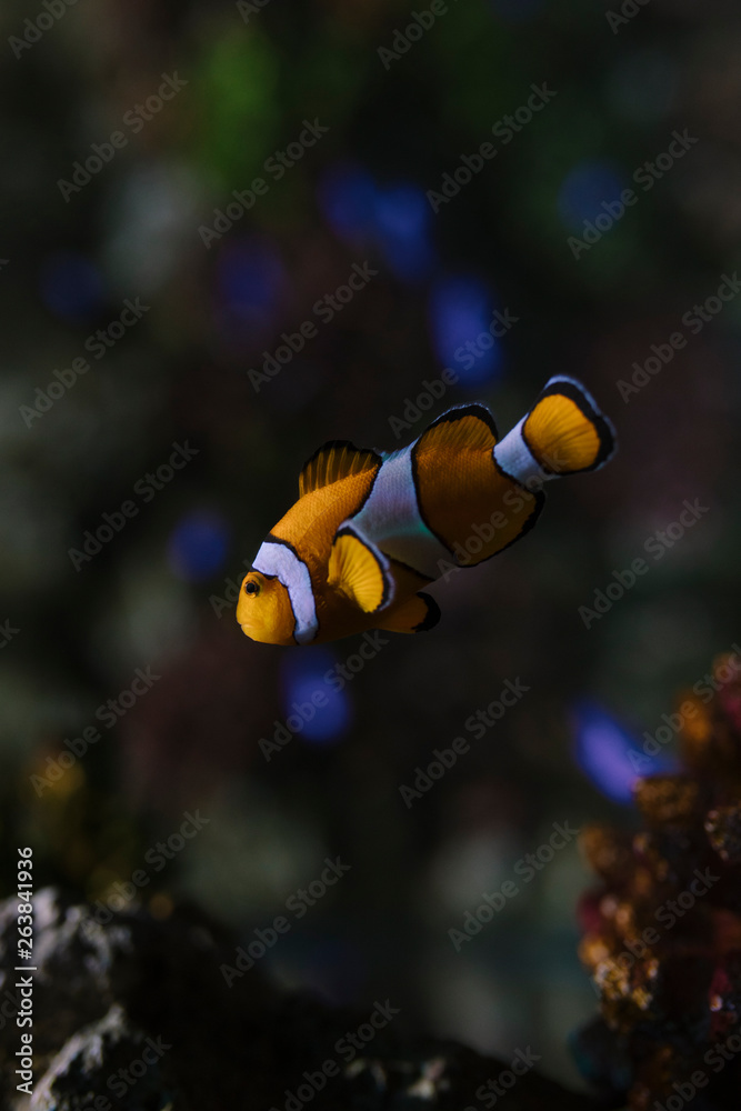 Marine Creature - Clown Fish Stock Photo | Adobe Stock
