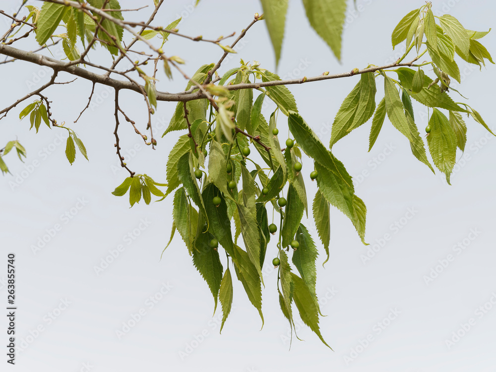 Celtis australis - Micocoulier de Provence ou Micocoulier du Midi aux ...