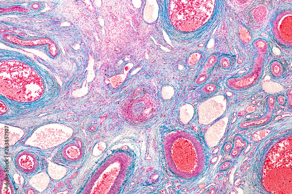 Student learning anatomy and physiology of Ovary under the microscopic ...