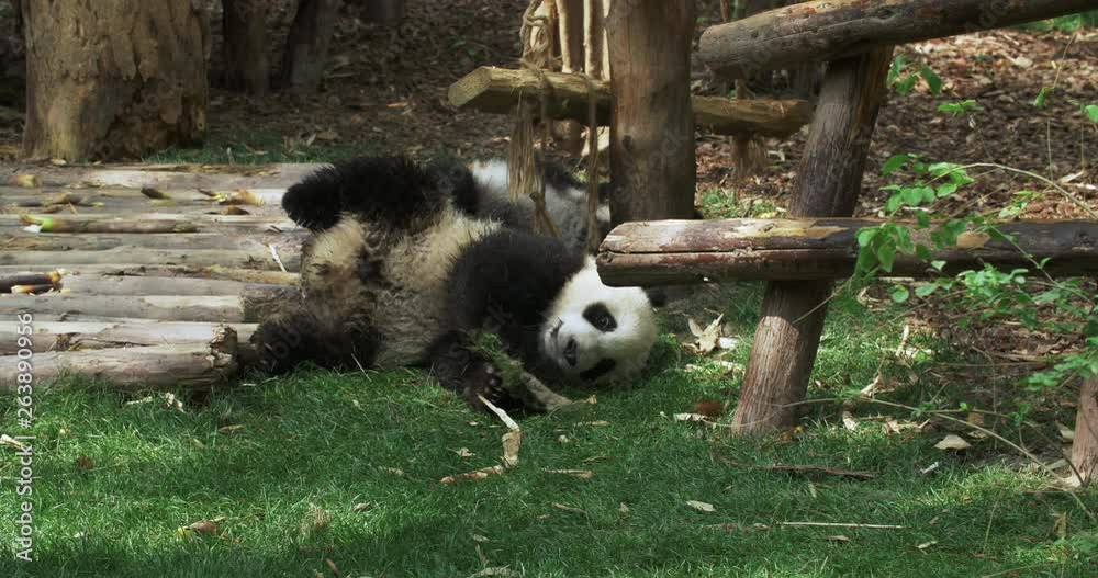 Two little pandas are lying down and playing together. Two little pandas are lying and rolling ...