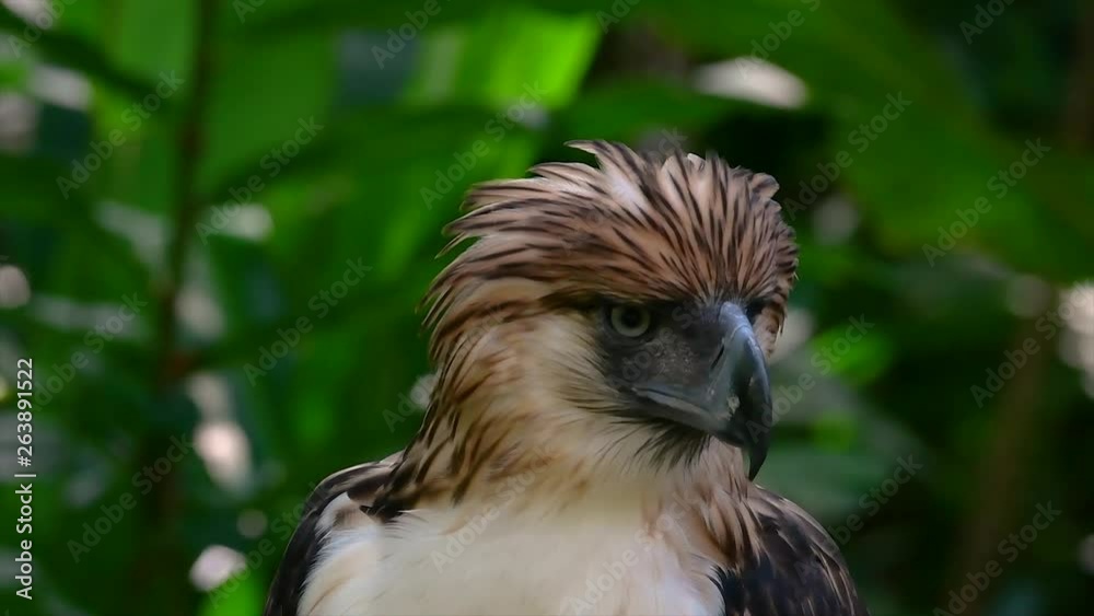 The Philippine Eagle also known as the Monkey-eating Eagle is ...