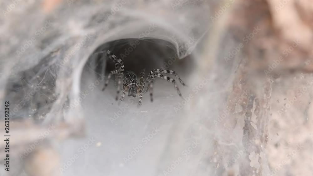 A spider found in low land forests with snare of web on the ground ...