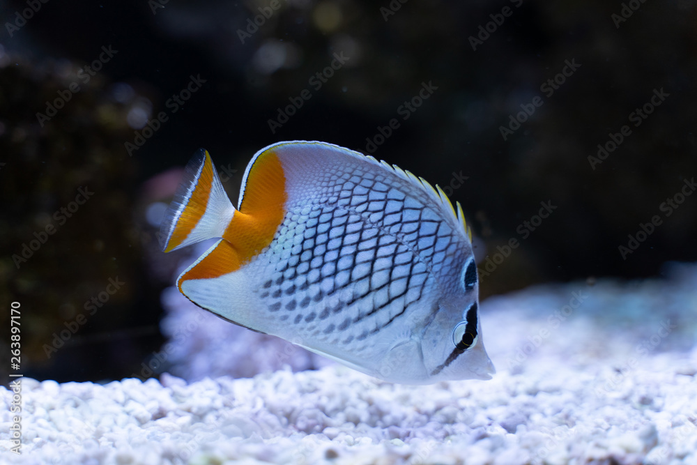 Pearlscale Butterflyfish