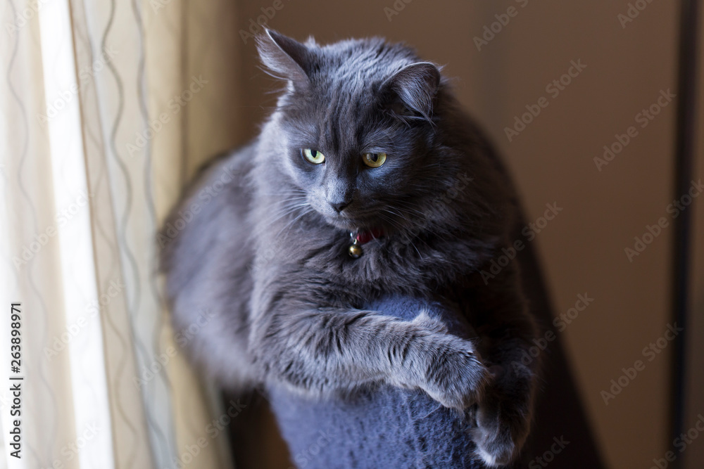Side lit horizontal portrait of silver-grey pensive looking adult cat ...