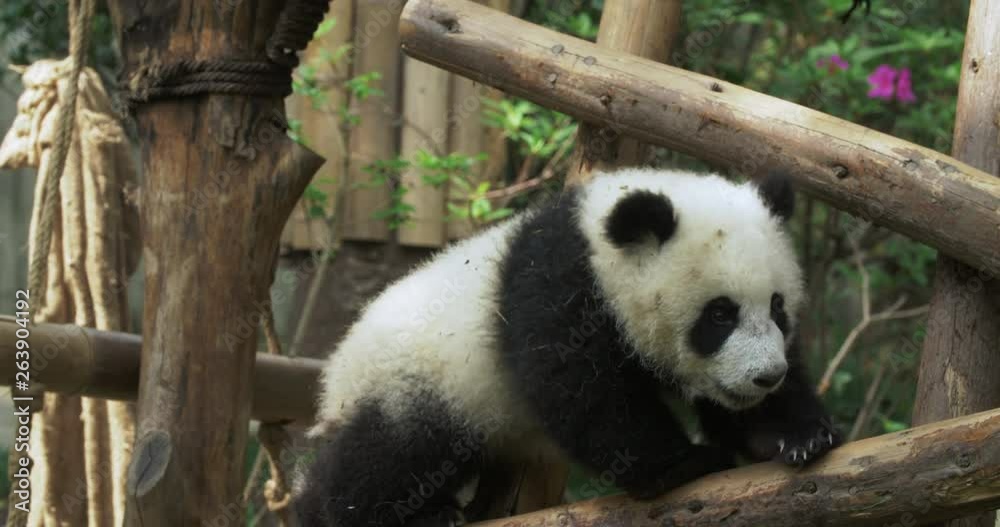 Little cute panda cub is climbing slowly and clumsily on stakes in zoo ...