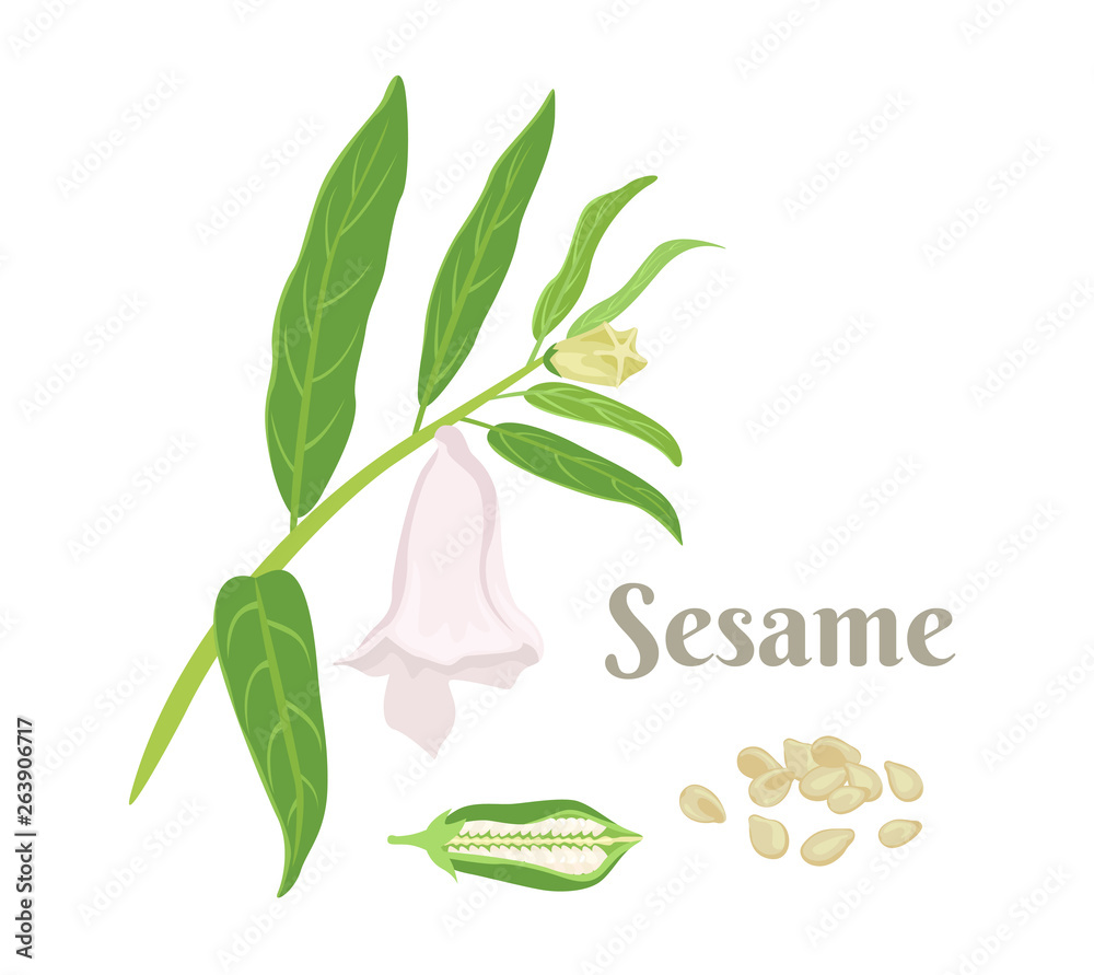 Sesame plant isolated on white background. Sesame branch with green ...