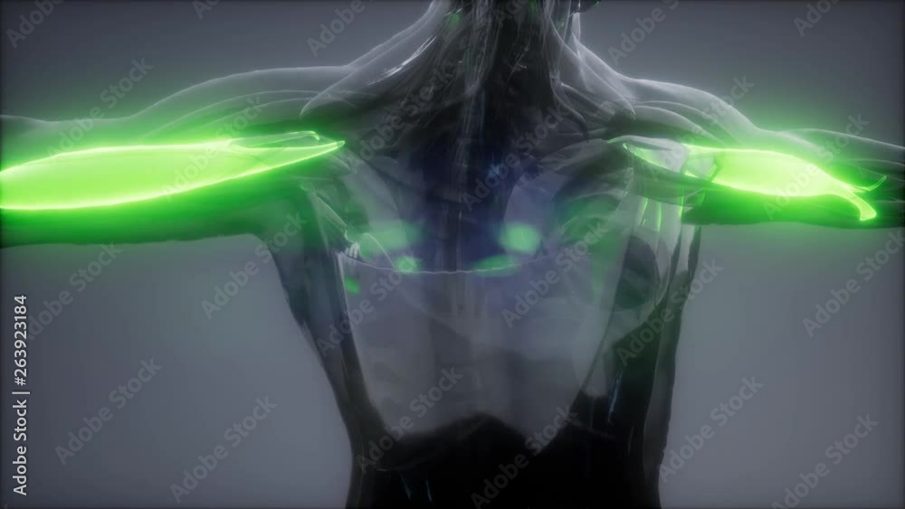 biceps - Visible muscle anatomy map Stock Video | Adobe Stock