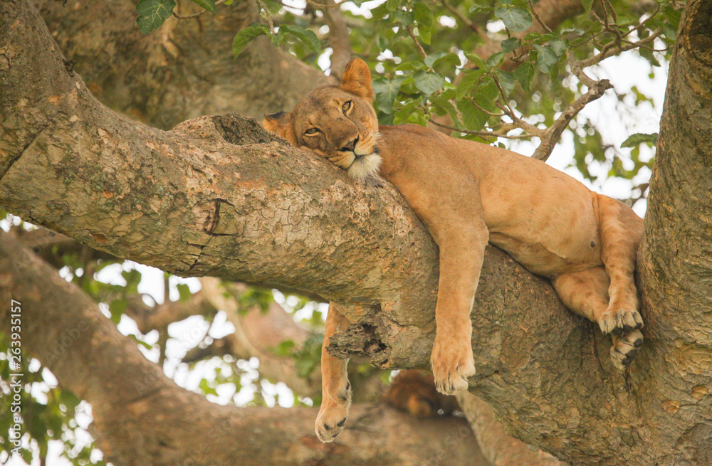 tree climbing lion Stock Photo | Adobe Stock