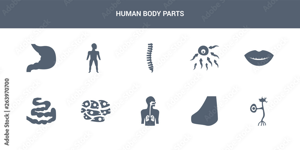 10 human body parts vector icons such as neuron, nose side view ...