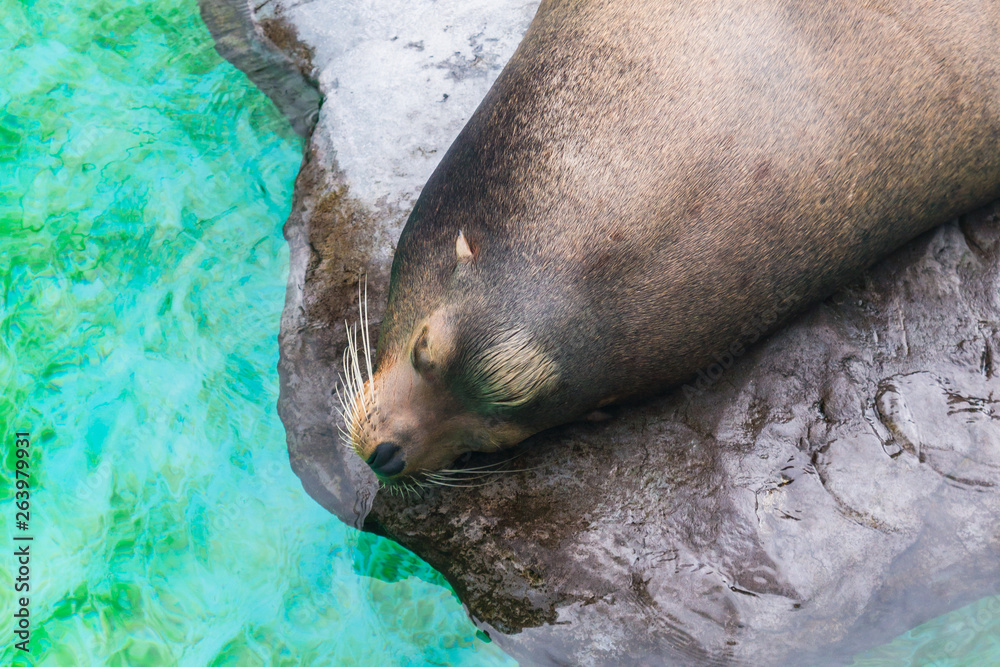 Relaxed cute seal in Ueno Zoological Gardens in Tokyo, the flagship zoo ...